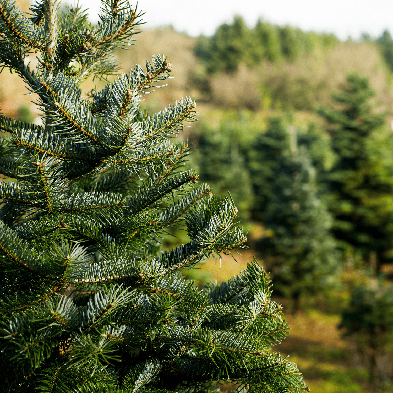 Fraser Fir Christmas Tree NYC: Compare Varieties, Sizes and Freshness ...