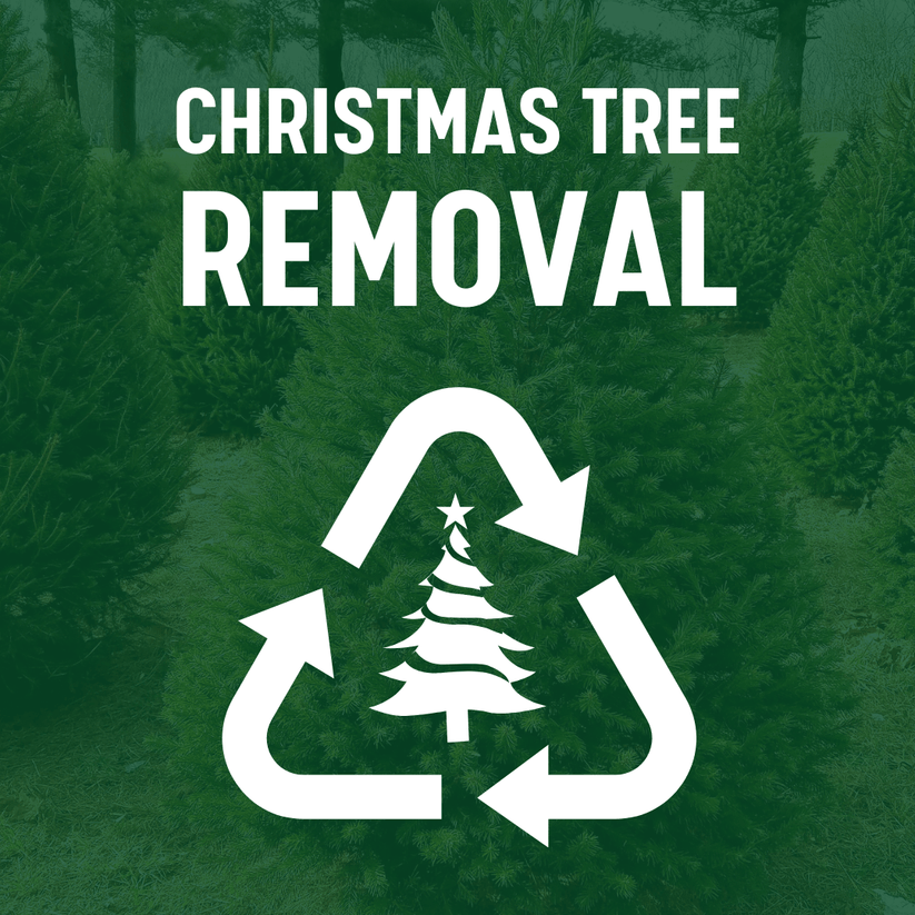 Christmas Tree Removal – AA Christmas Trees